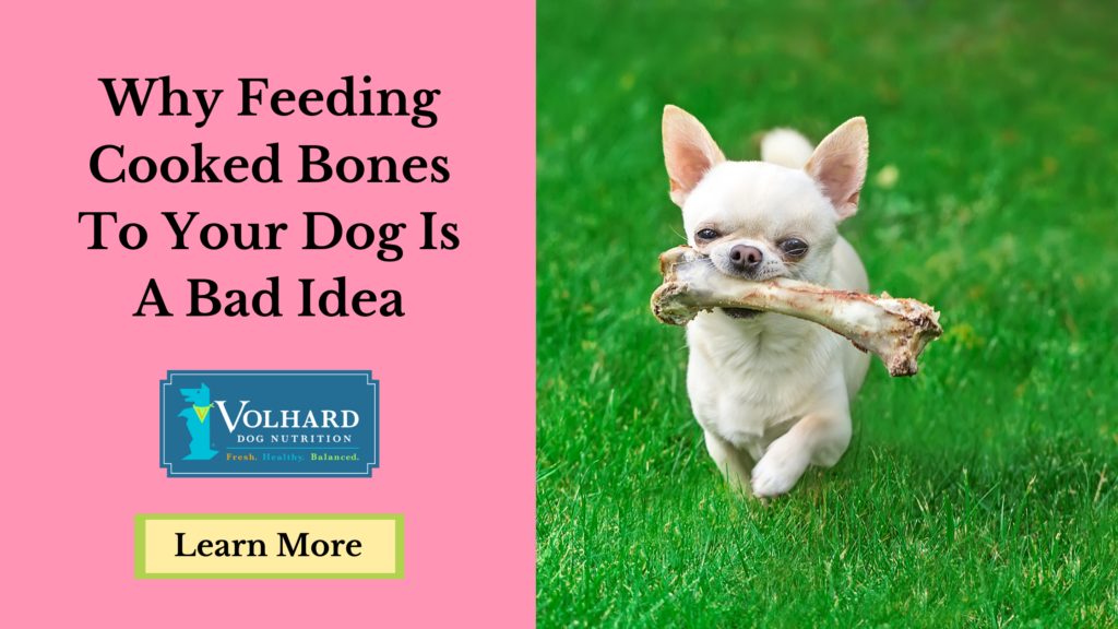 Why Feeding Cooked Bones To Your Dog Is A Bad Idea Why Feeding Cooked Bones To Your Dog Is A Bad Idea